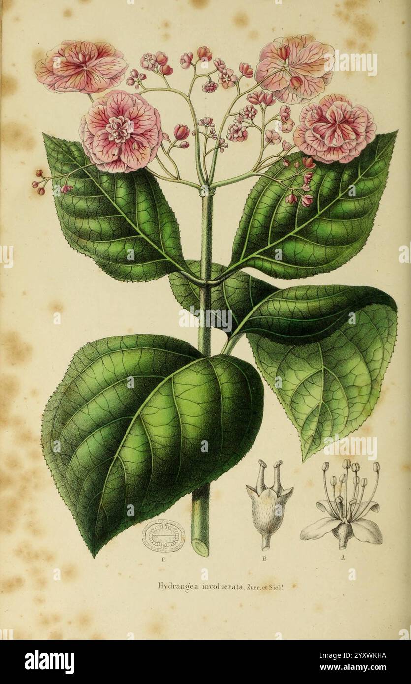 Display prominent vein patterns hi-res stock photography and images - Alamy