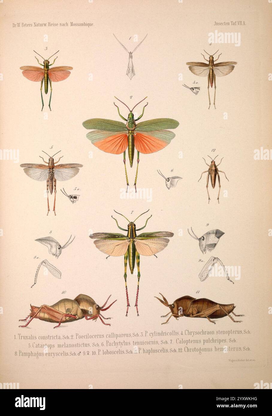 Exhibiting distinct anatomical features hi-res stock photography and ...