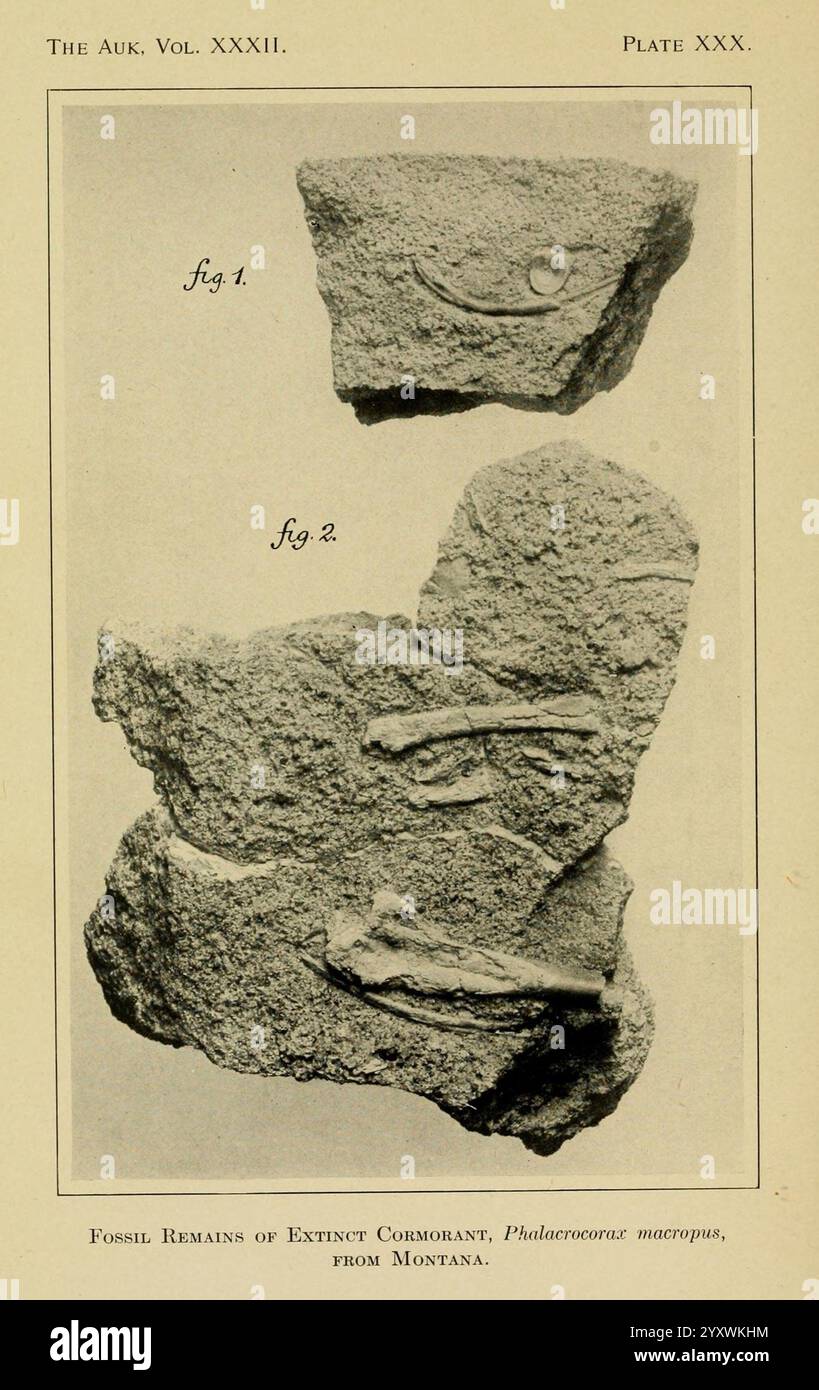 Extinct organism identified hi-res stock photography and images - Alamy