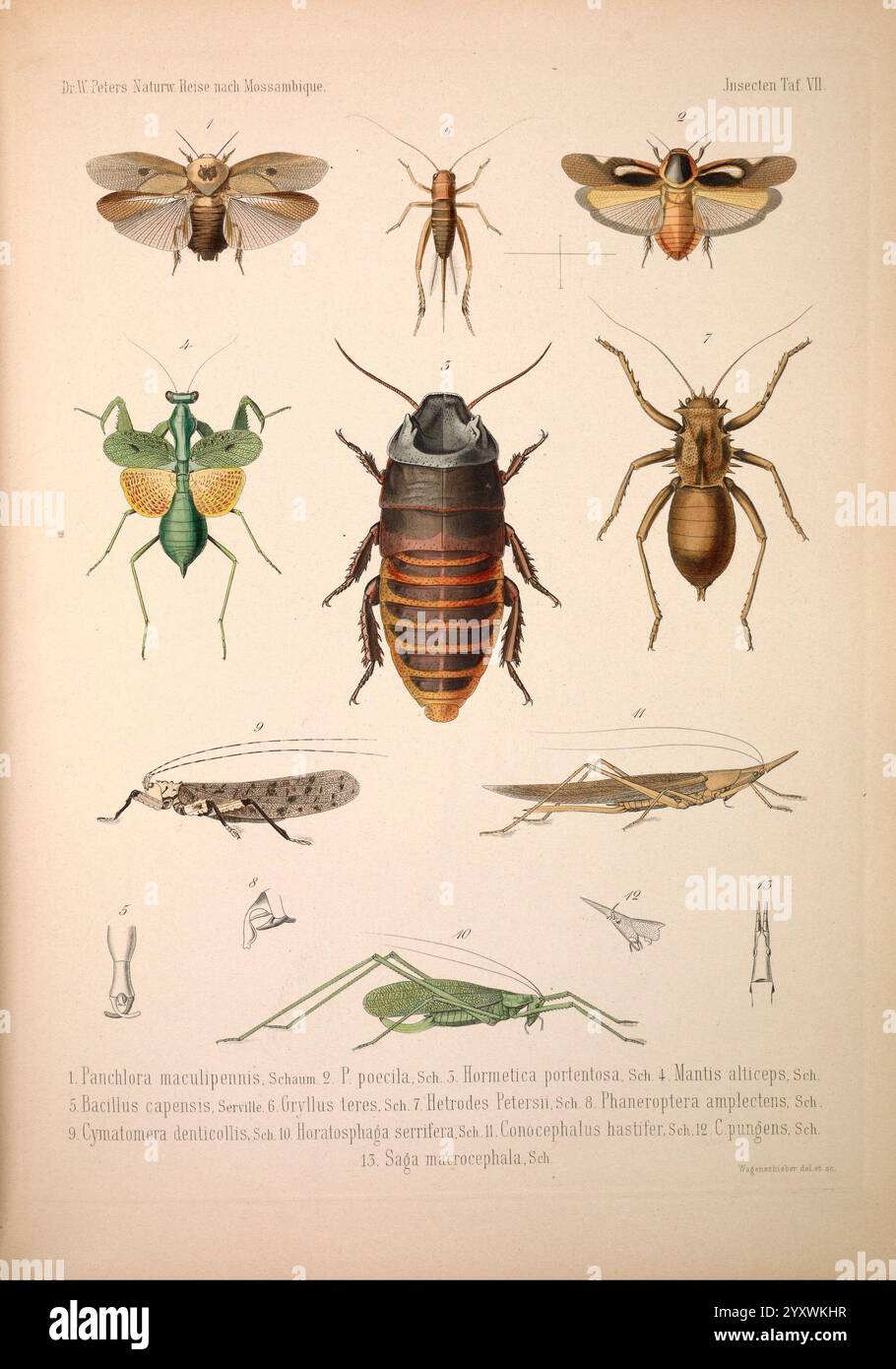 Showcasing various insects hi-res stock photography and images - Alamy