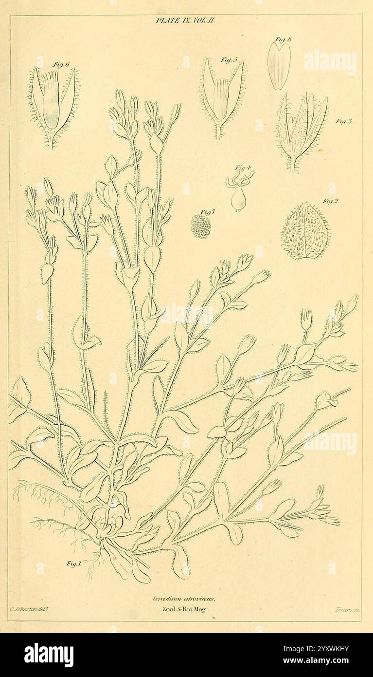 Magazine of zoology and botany, Edinburgh, Dublin, botany, natural ...