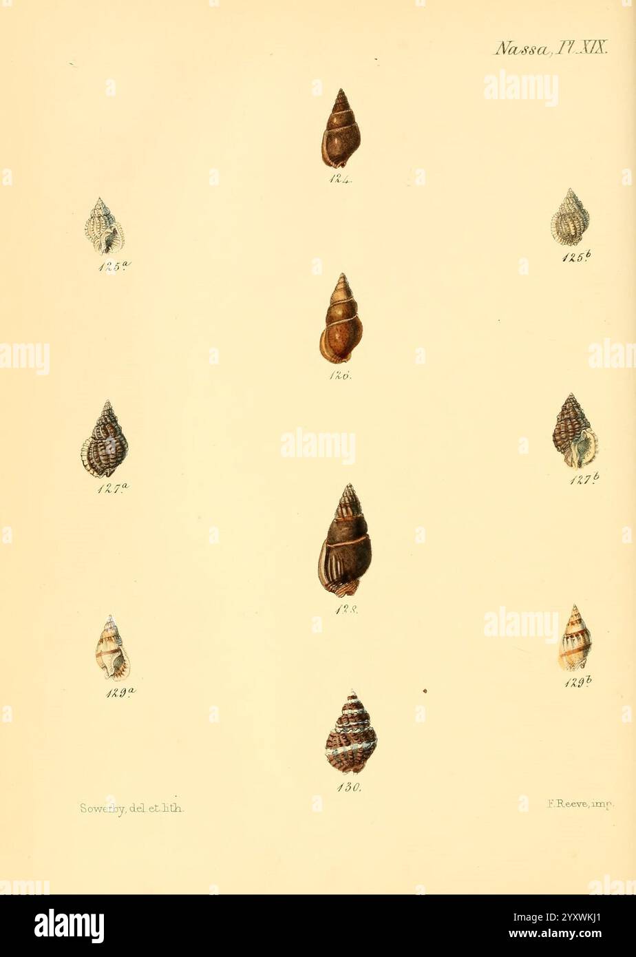 Conchologia iconica, or Illustrations of the shells of molluscous ...