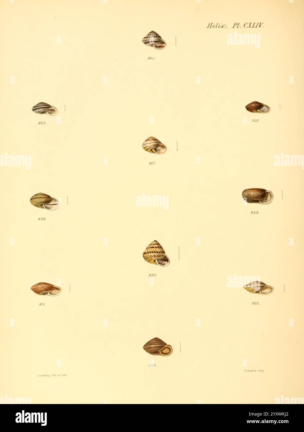 Conchologia iconica, Illustrations of the shells of molluscous animals ...