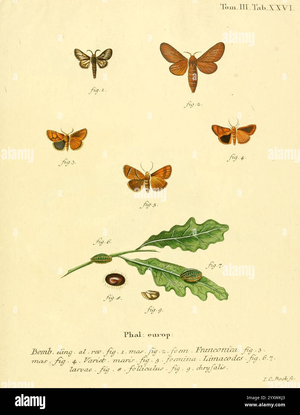 Classic entomology works hi-res stock photography and images - Alamy