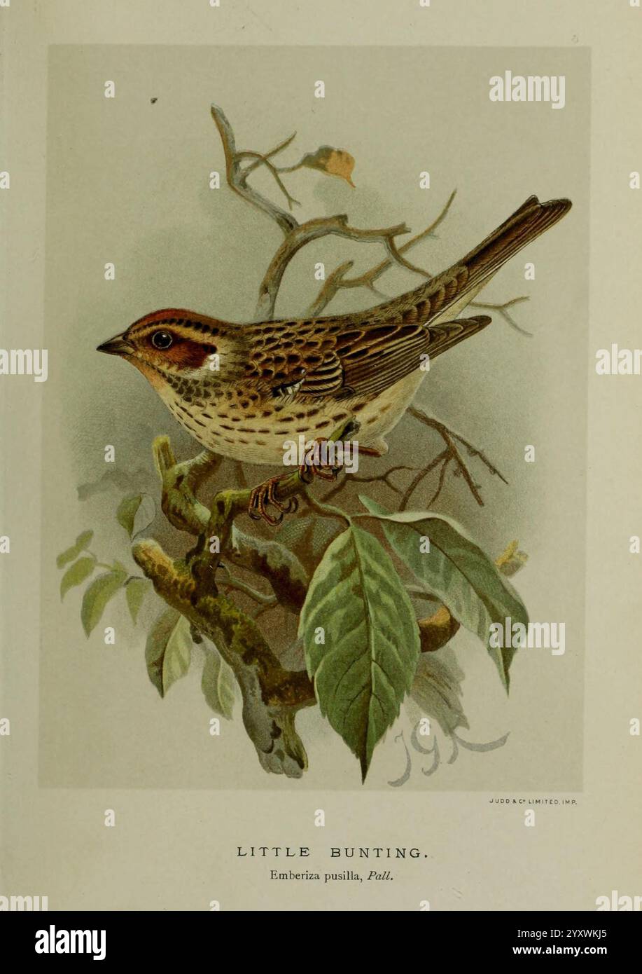 Coloured figures of the birds of the British Islands, issued by Lord ...