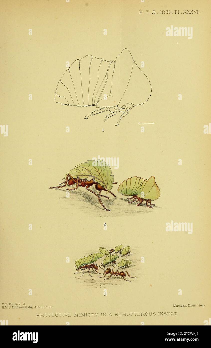 Proceedings of the Zoological Society of London, London, Academic Press ...