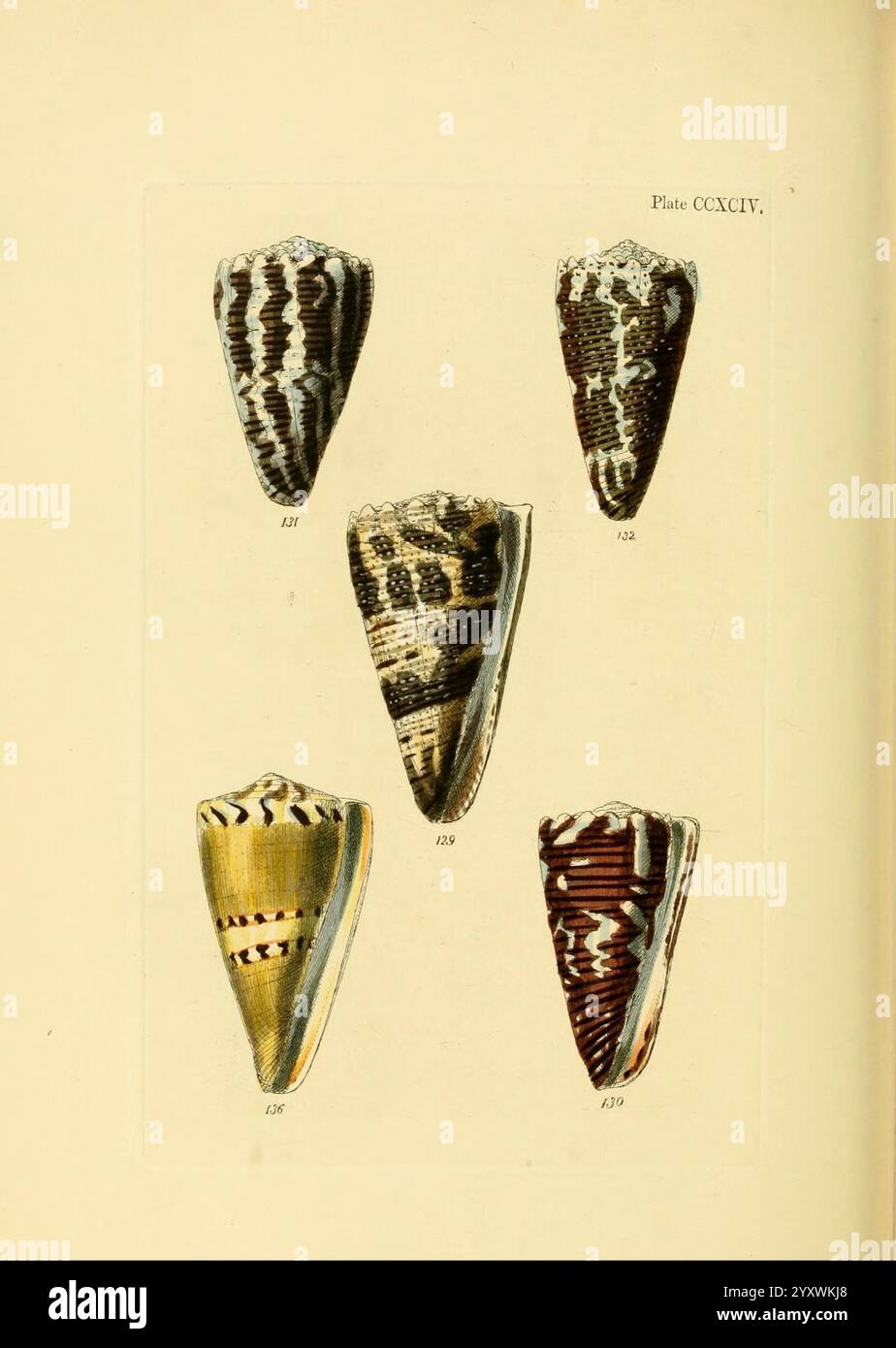 Showcases unique coloration hi-res stock photography and images - Alamy