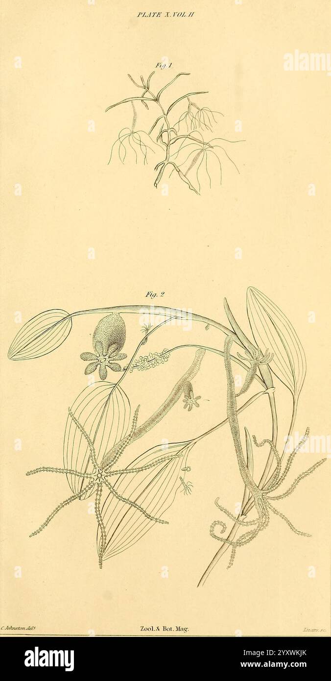 Second specimen displays hi-res stock photography and images - Alamy