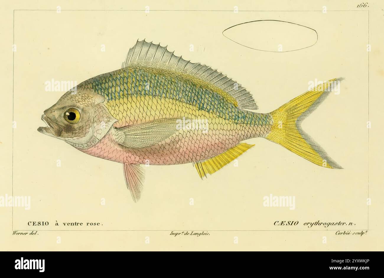 Red belly fusilier hi-res stock photography and images - Alamy