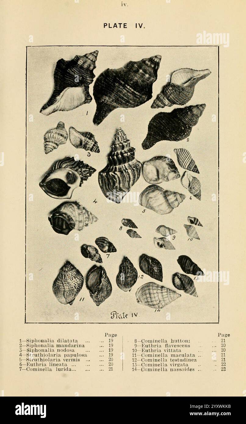 Beautiful shells of New Zealand, Auckland, Collins Bros, 1908 ...