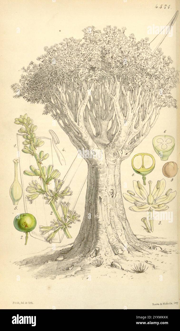 Highlight various plant structures hi-res stock photography and images ...