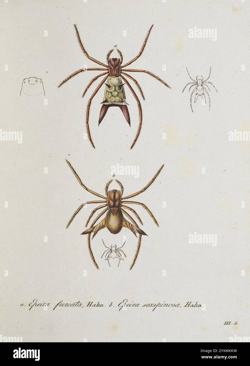 Museumsvictoria hi-res stock photography and images - Alamy