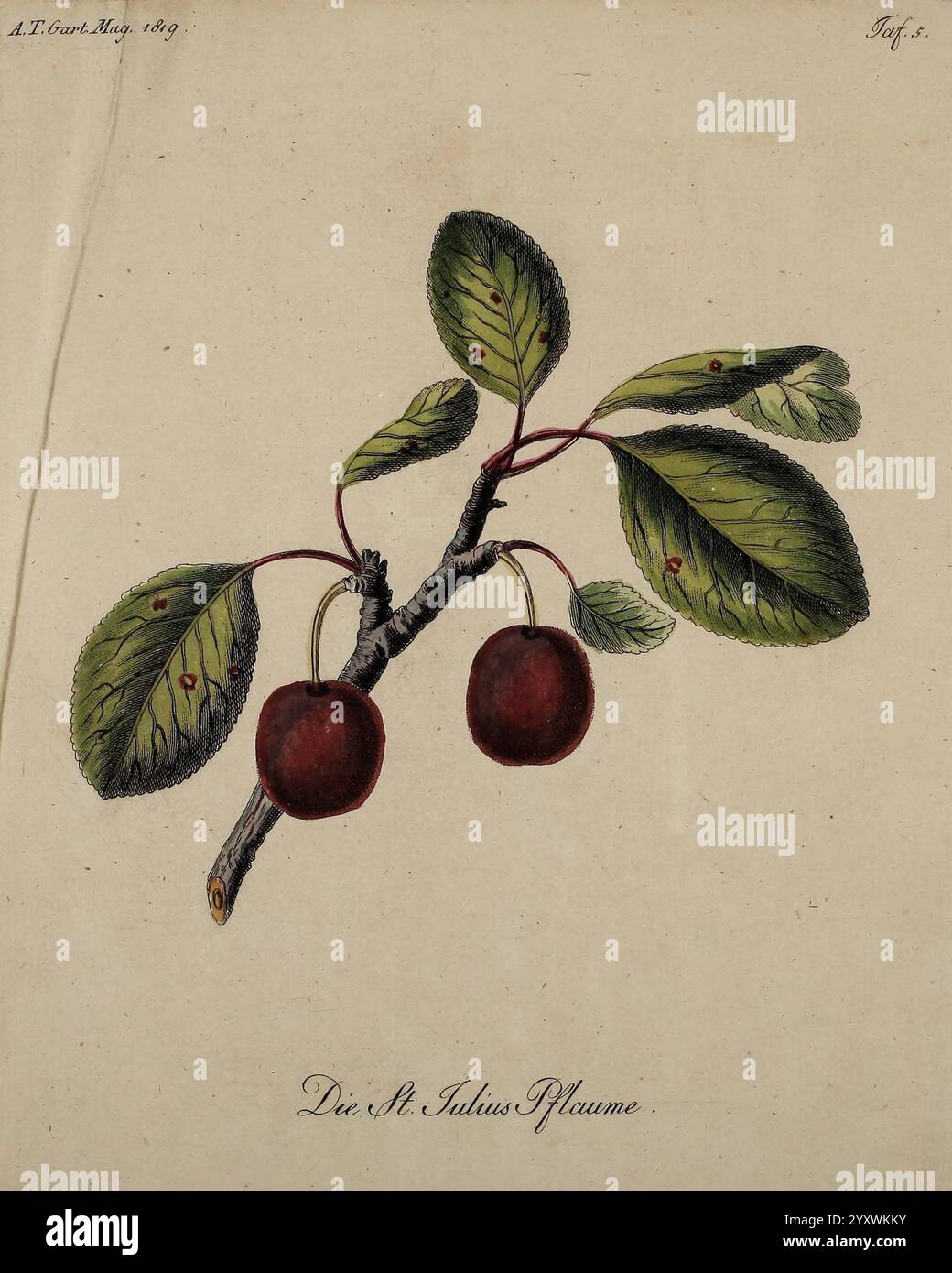 Julius plum tree hi-res stock photography and images - Alamy