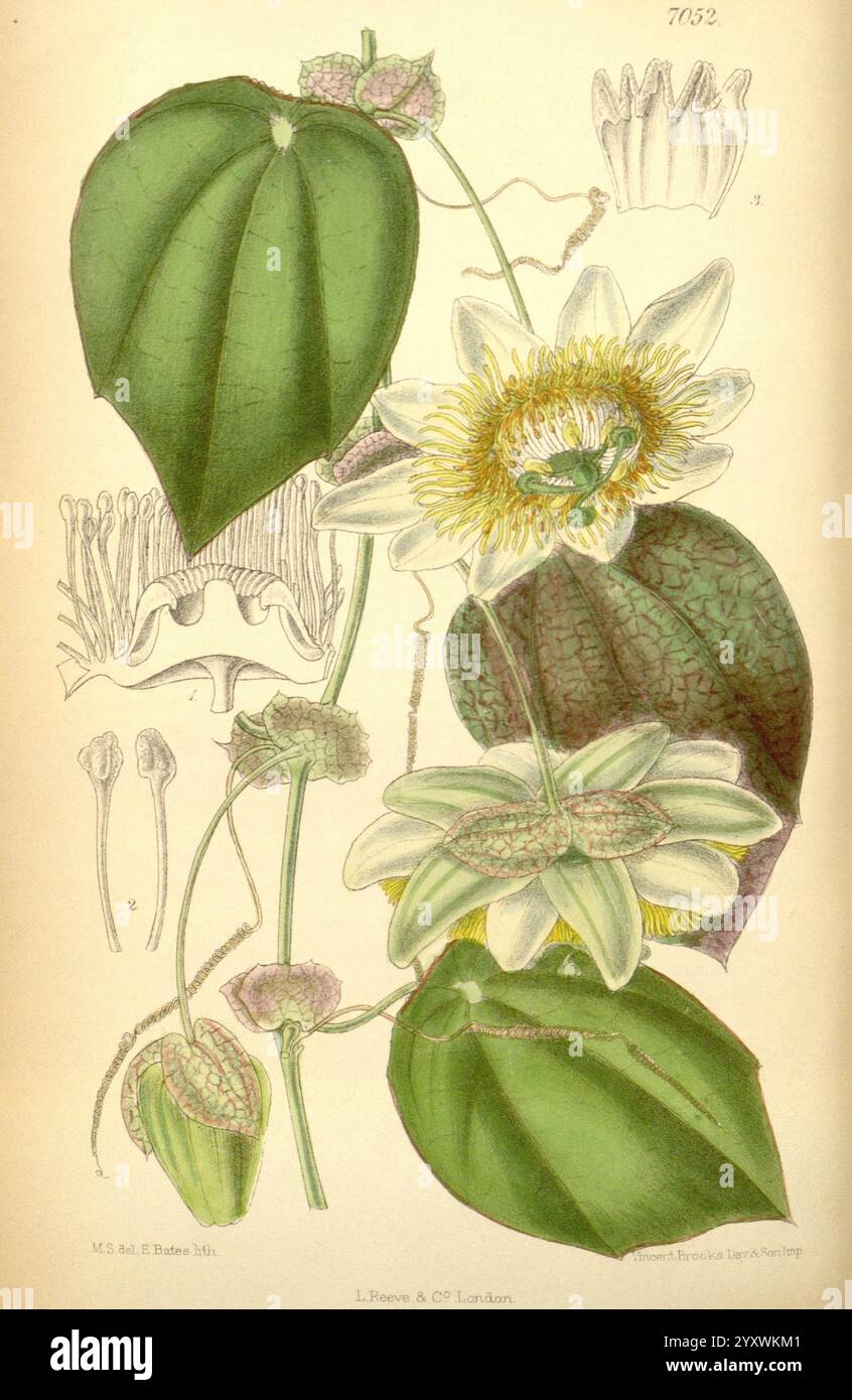 Curtis's Botanical Magazine, London, New York, botanical illustration ...
