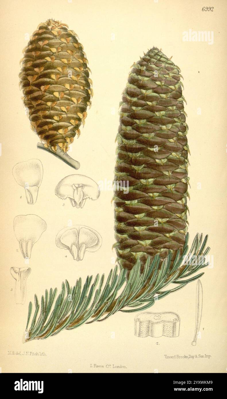 Curtis's botanical magazine, London, New York, botanical illustration ...