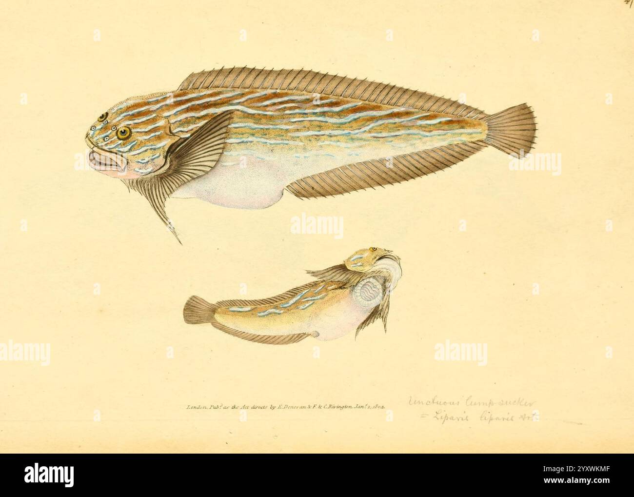 Detailed fin markings hi-res stock photography and images - Alamy