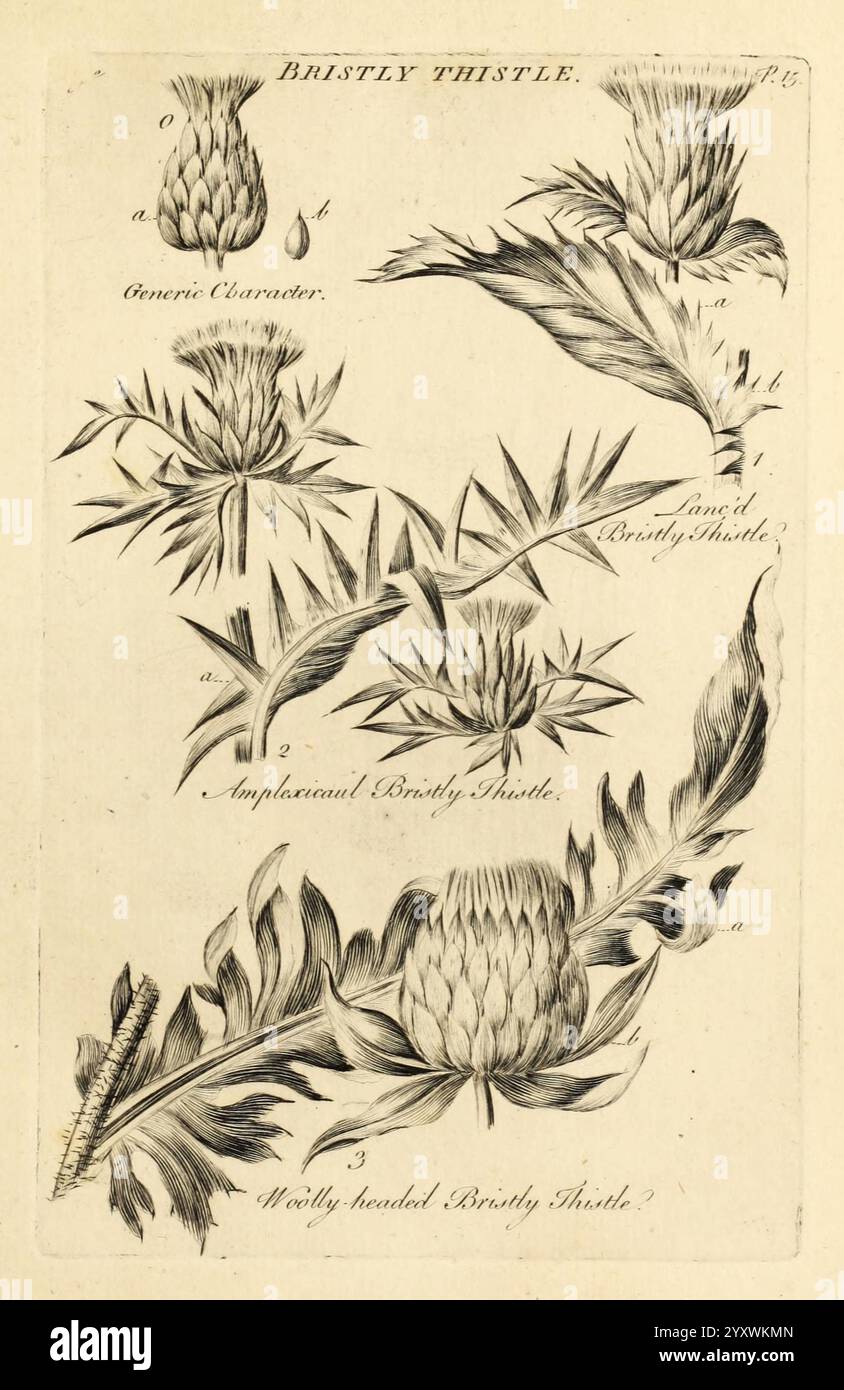 Bristly thistles structure hi-res stock photography and images - Alamy