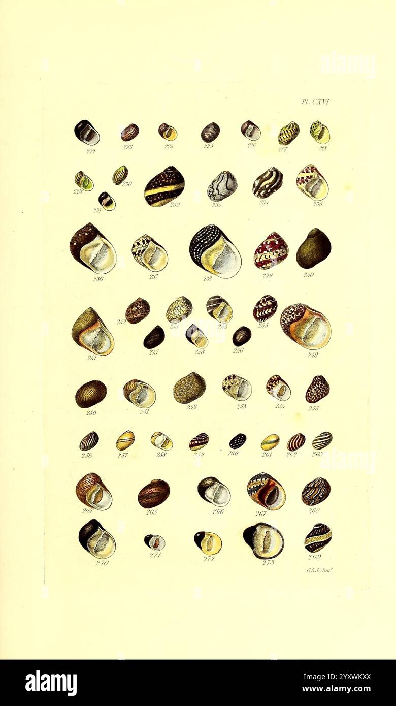 Shell carefully labeled hi-res stock photography and images - Alamy