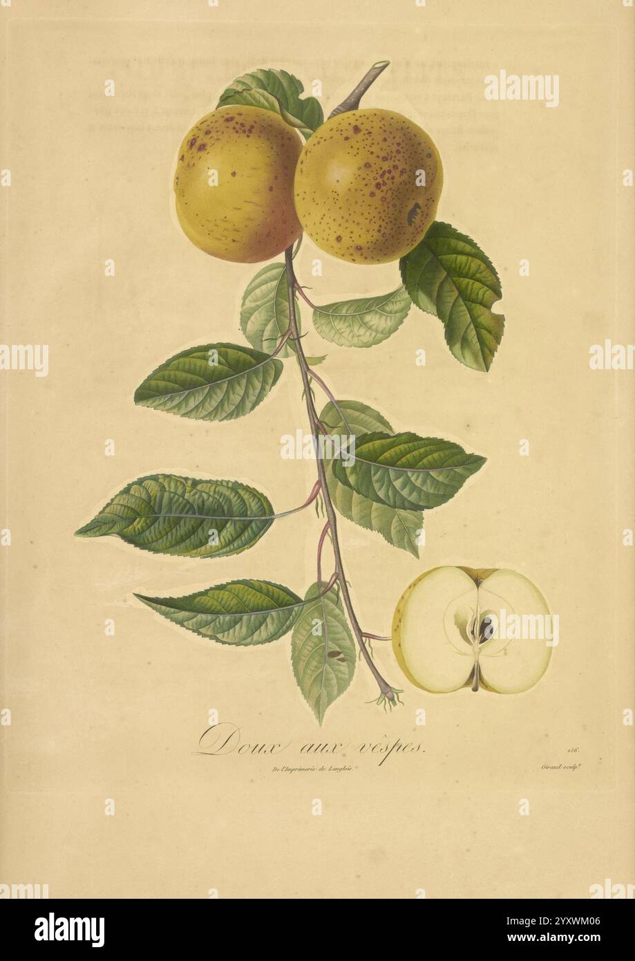 Pomologie française, Paris, Langlois et Leclercq, 1846, Arbres ...