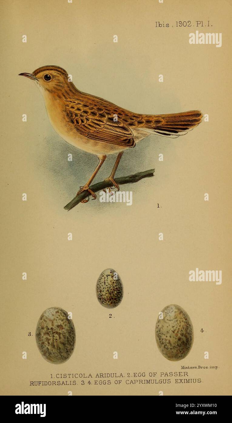 Early bird classification hi-res stock photography and images - Alamy