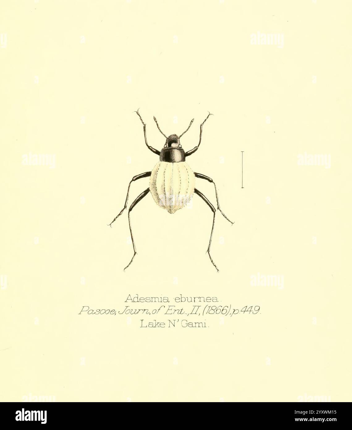 Insects distinct features hi-res stock photography and images - Alamy