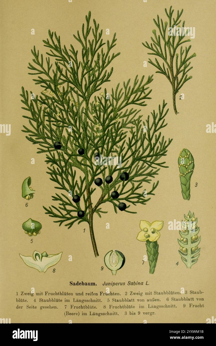 Smaller labeled sketches hi-res stock photography and images - Alamy