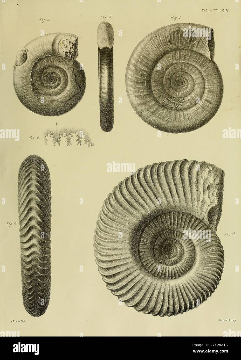 Various detailed depictions of ammonite fossils hi-res stock ...