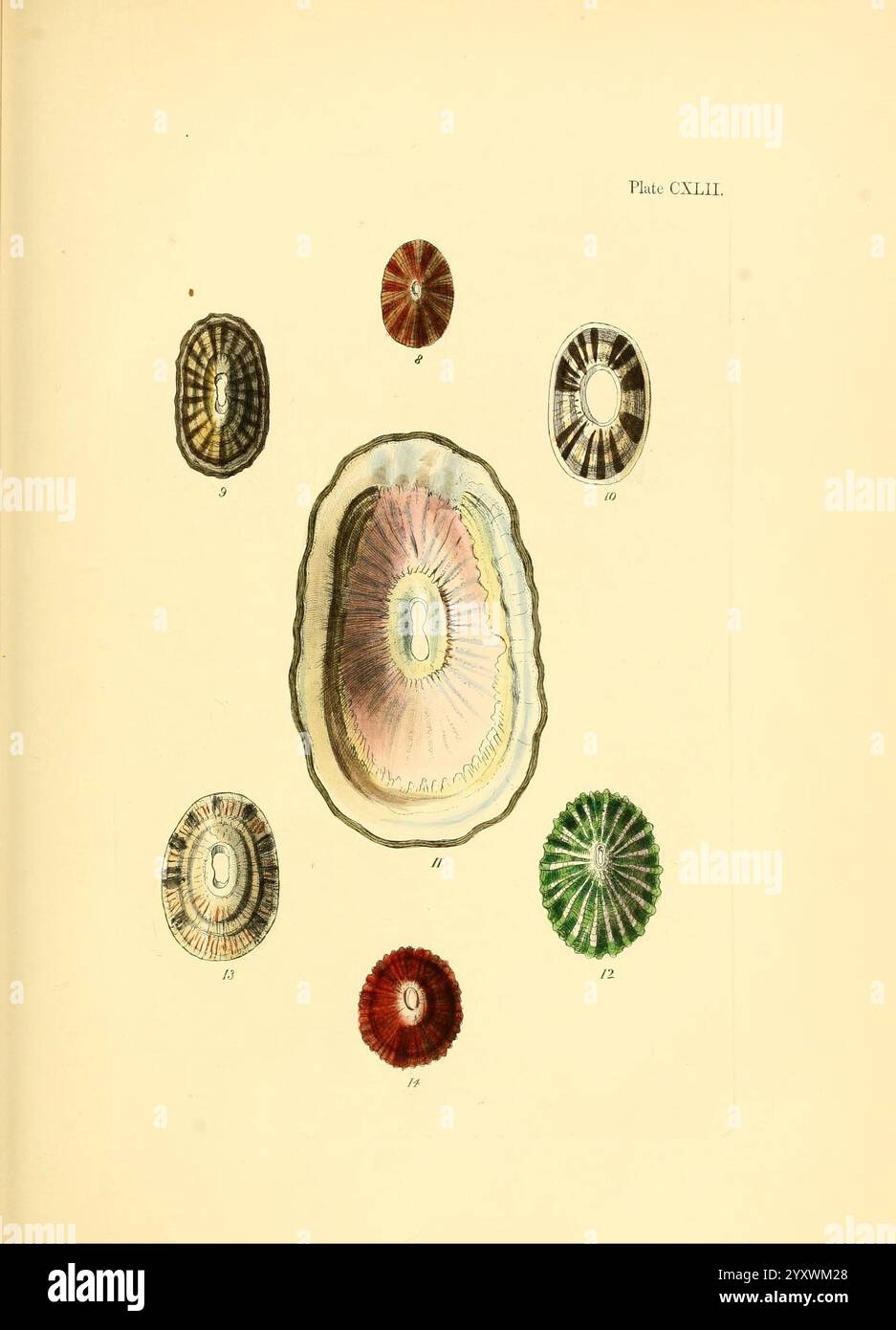Variety of detailed shell patterns hi-res stock photography and images ...