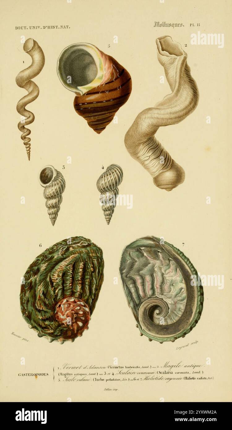 Top section presents five distinct spiral shells hi-res stock ...