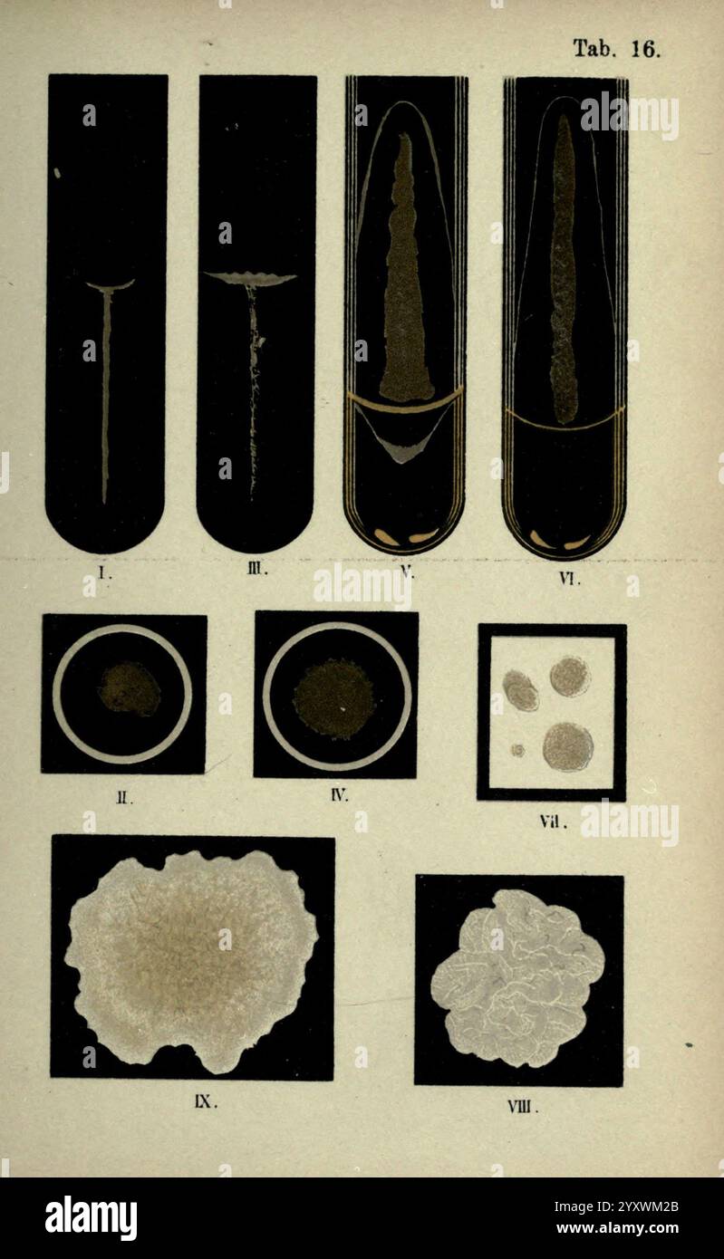 Atlas and Essentials of Bacteriology, New York, William Wood & Co, 1897 ...