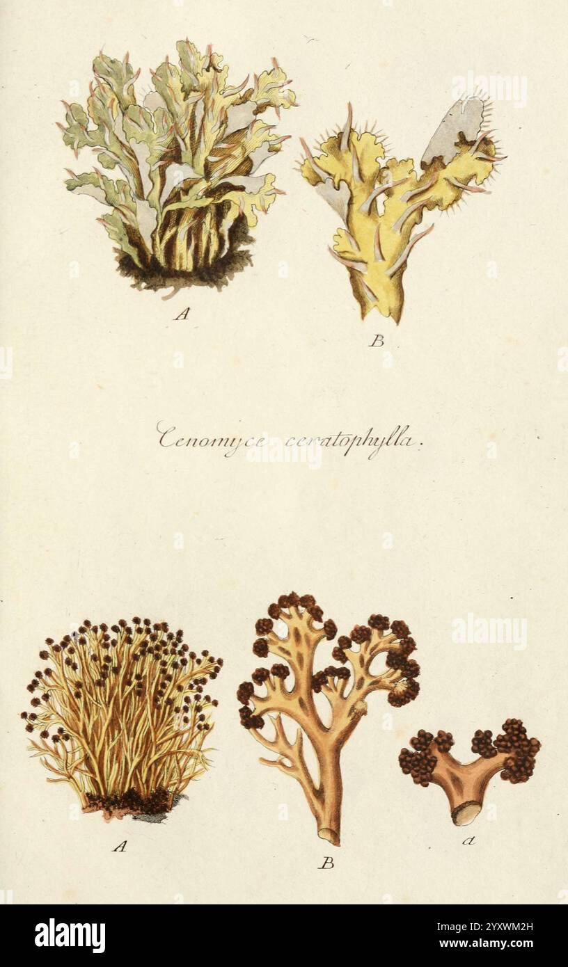 Additional lichen varieties hi-res stock photography and images - Alamy