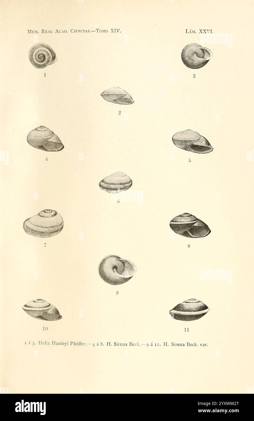 Memorias de la Real Academia de Ciencias Exactas, Fisicas y Naturales ...