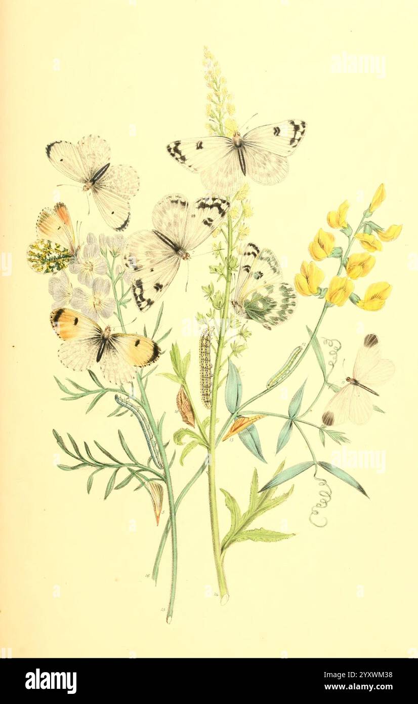 Candida mix hi-res stock photography and images - Alamy