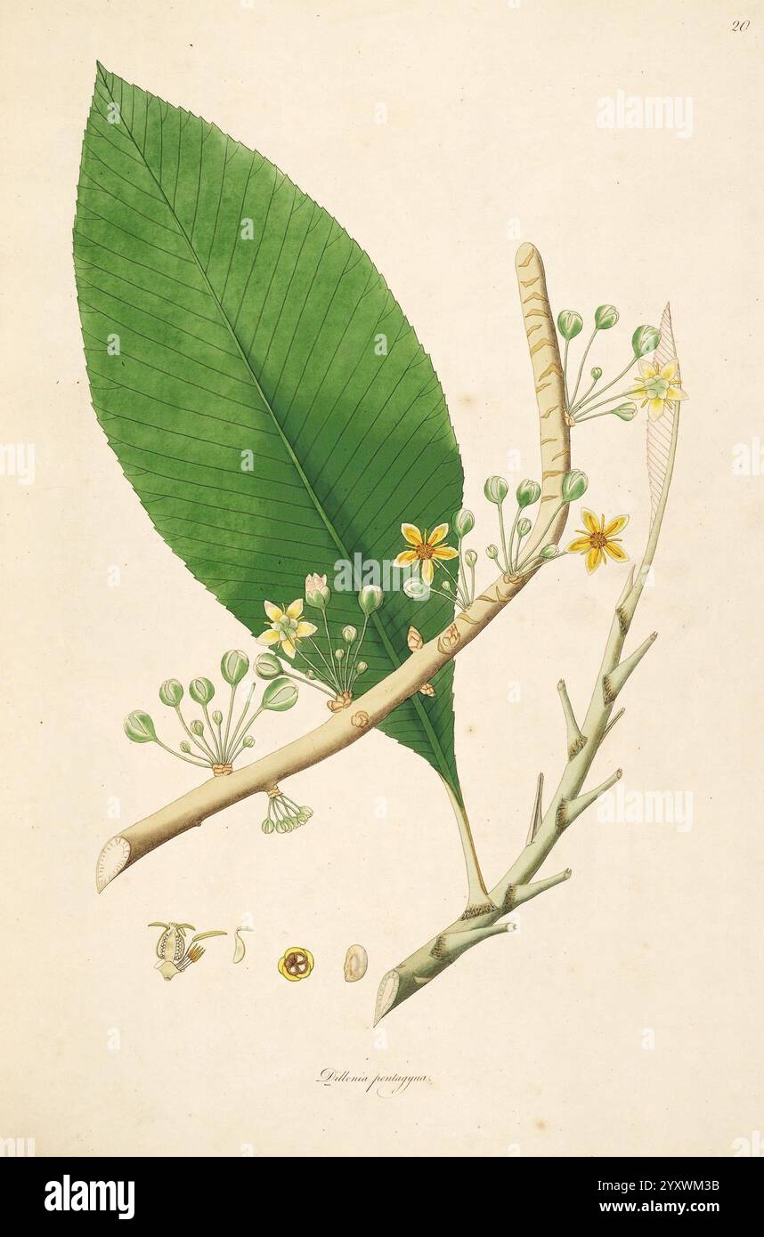 Punnai vakai hi-res stock photography and images - Alamy