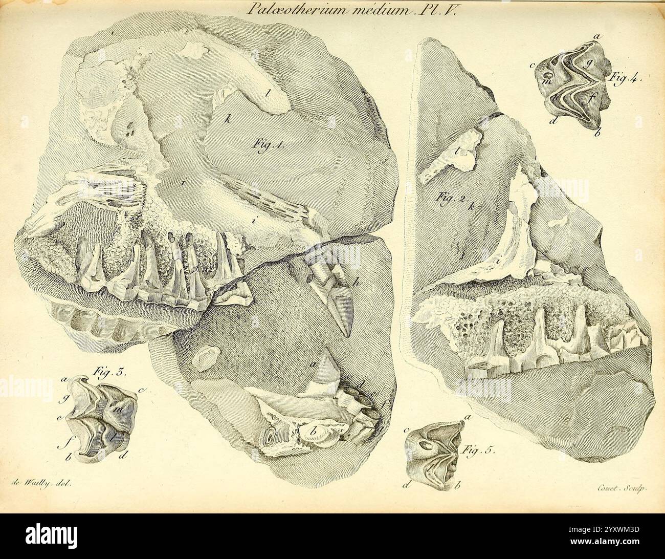 Central area showcases detailed depictions hi-res stock photography and ...