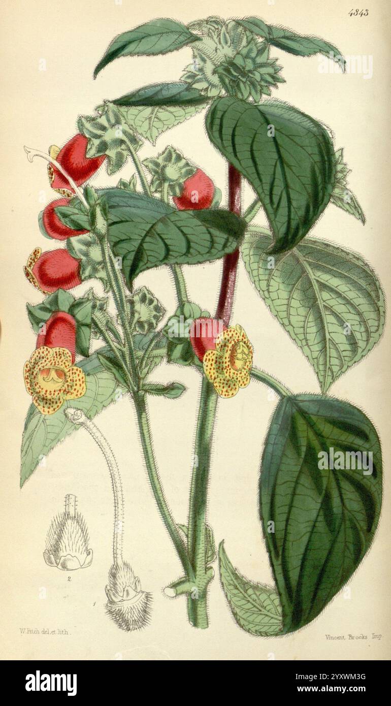 Curtis's Botanical Magazine London New York Botany Periodicals ...