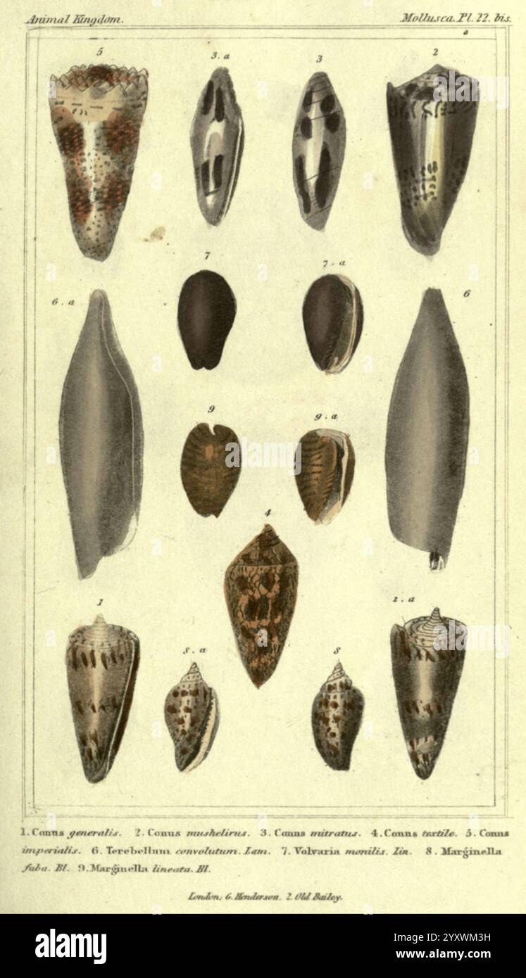 Broader study of marine species hi-res stock photography and images - Alamy