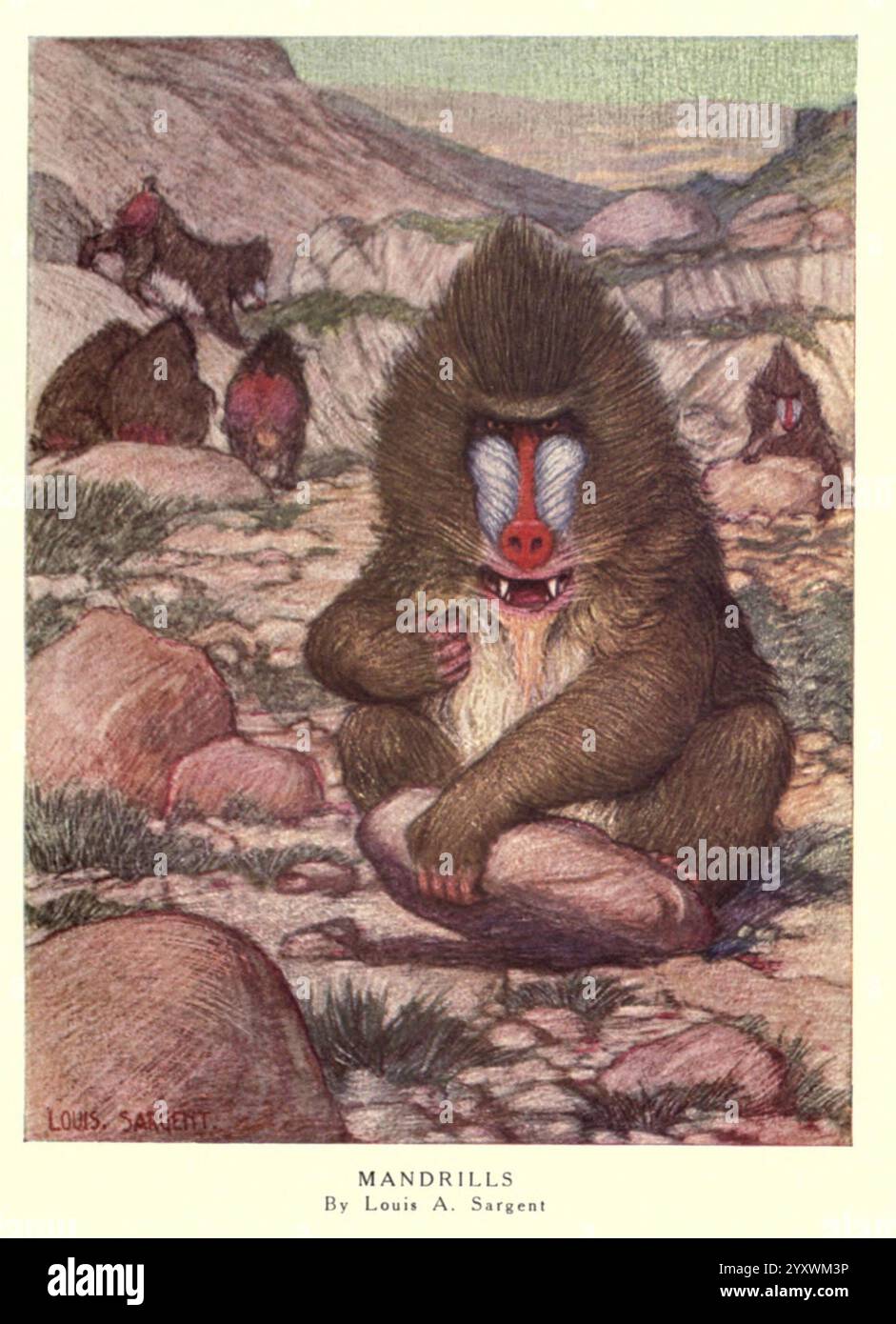 The wild beasts of the world, v.1. London, [1909?], mandrill, zoology ...