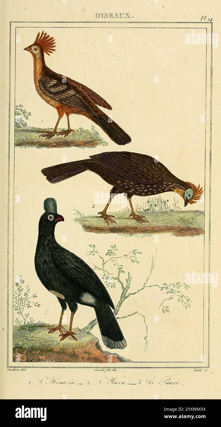 Bottom bird stands hi-res stock photography and images - Alamy