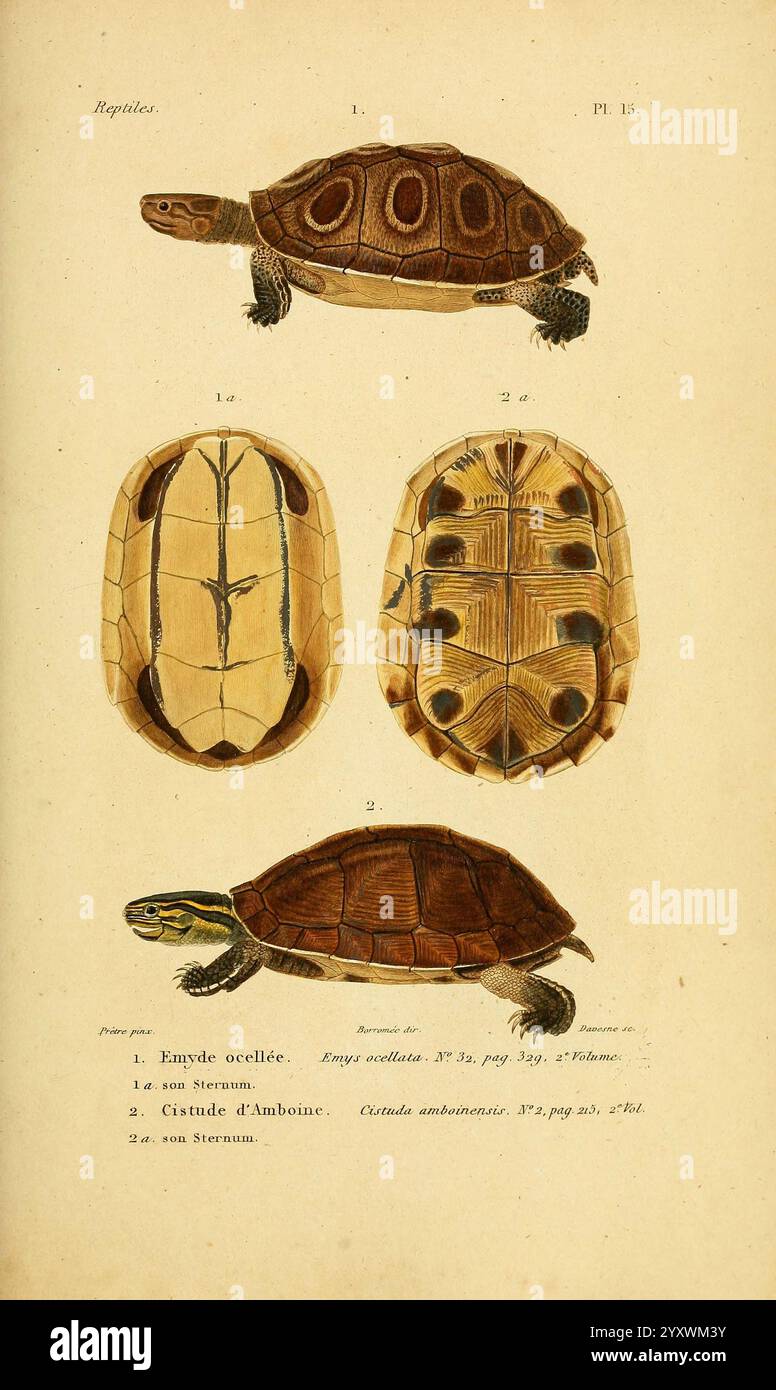 First turtle displays hi-res stock photography and images - Alamy