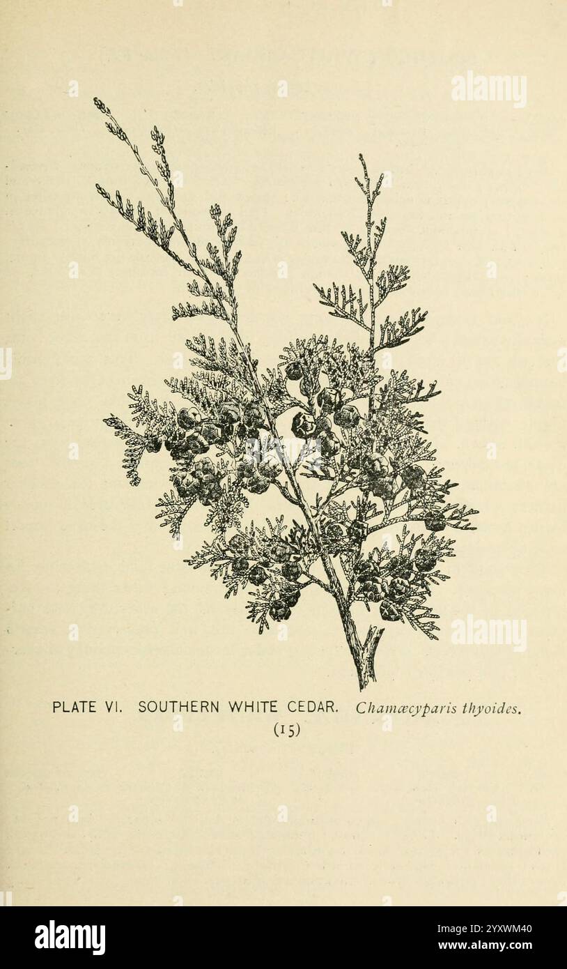 Science marian ellis rowan ellis rowan marian ellis ryan rowan hi-res ...