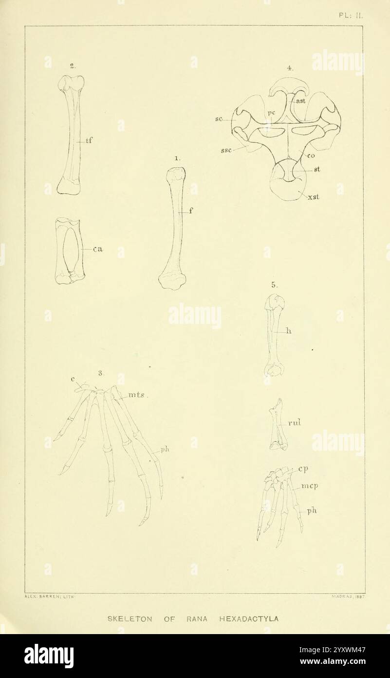 Catalogue of the Batrachia Salientia and Apoda (frogs, toads, and ...