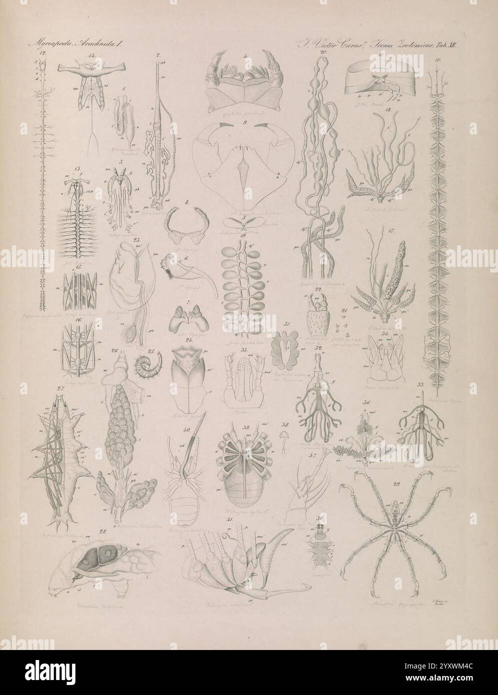 Detailed shell structures hi-res stock photography and images - Alamy