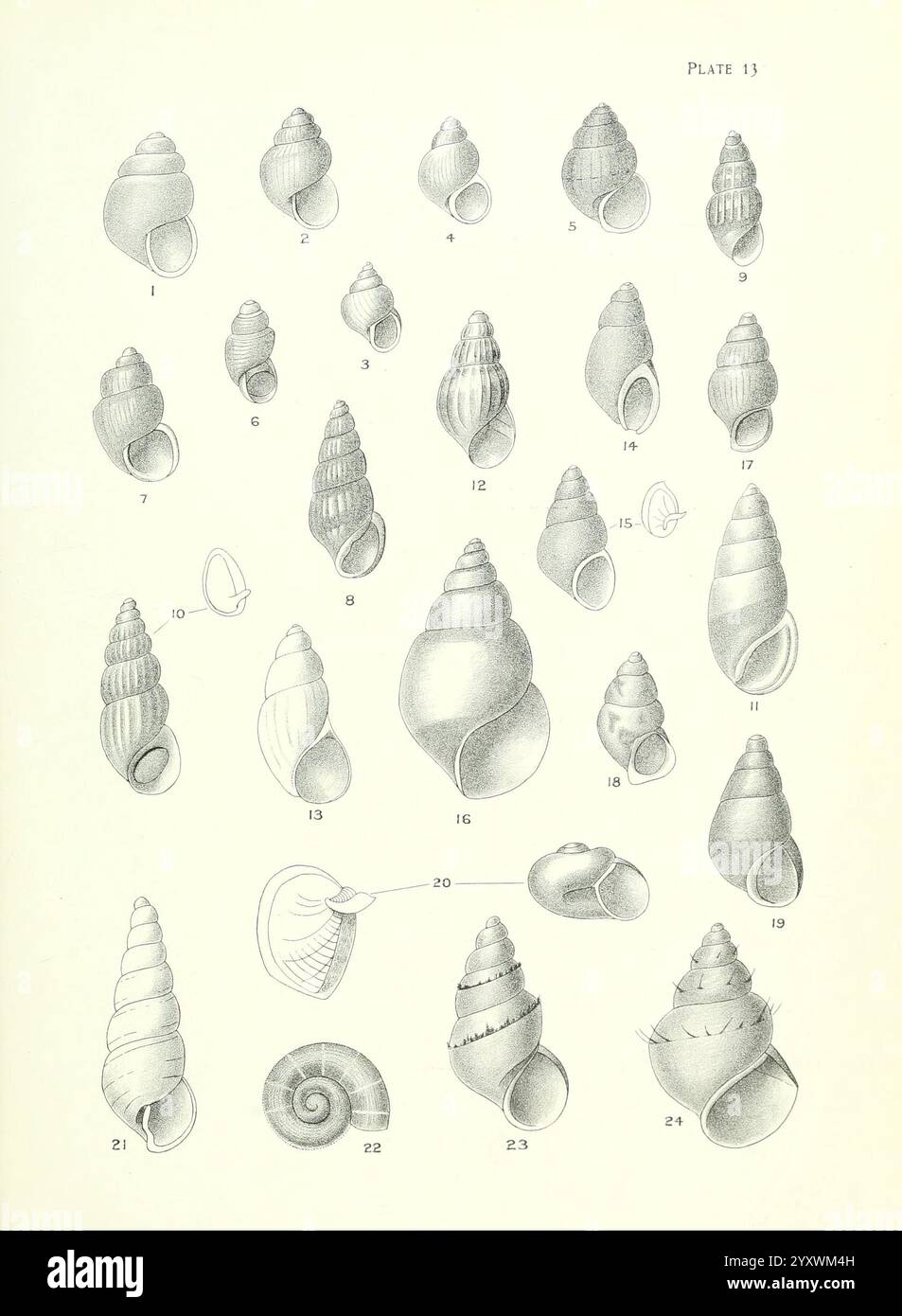Manual of the New Zealand Mollusca, Wellington, N. Z, J. Mackay, Govt ...