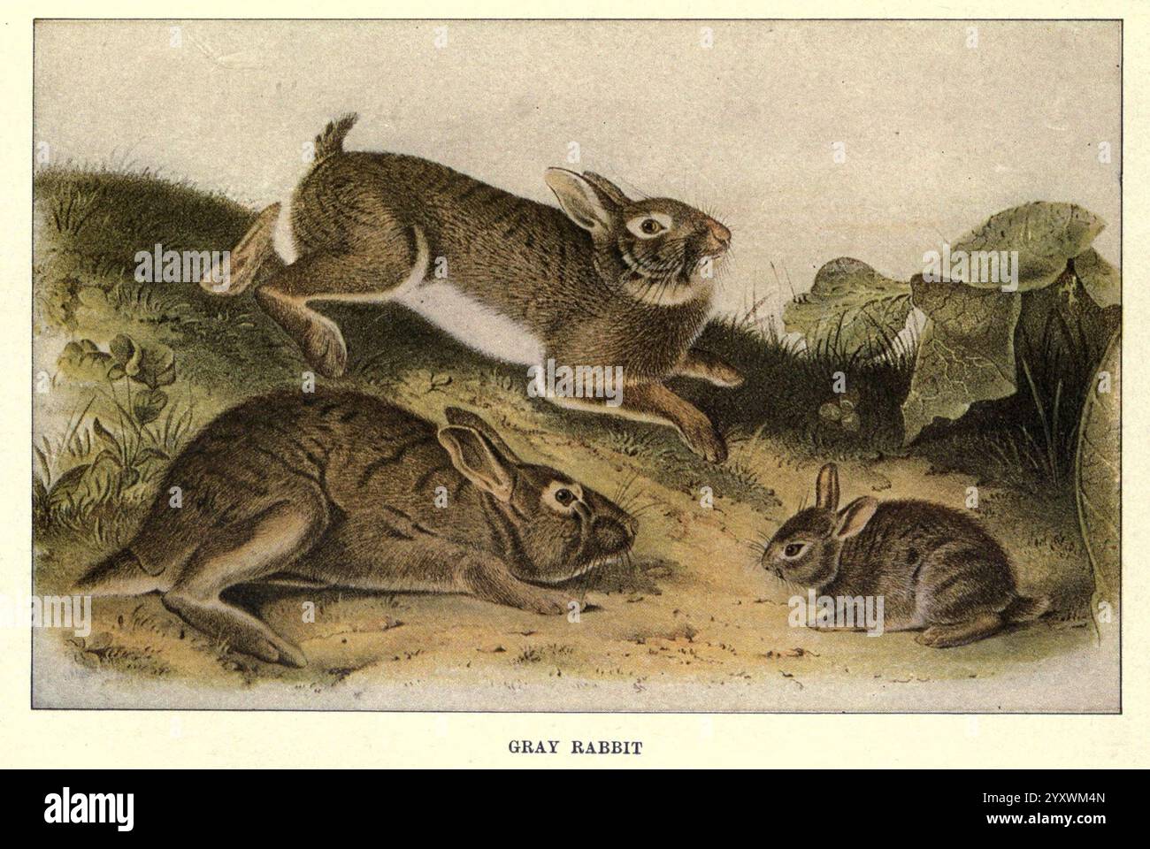 Tranquil yet lively nature hi-res stock photography and images - Alamy