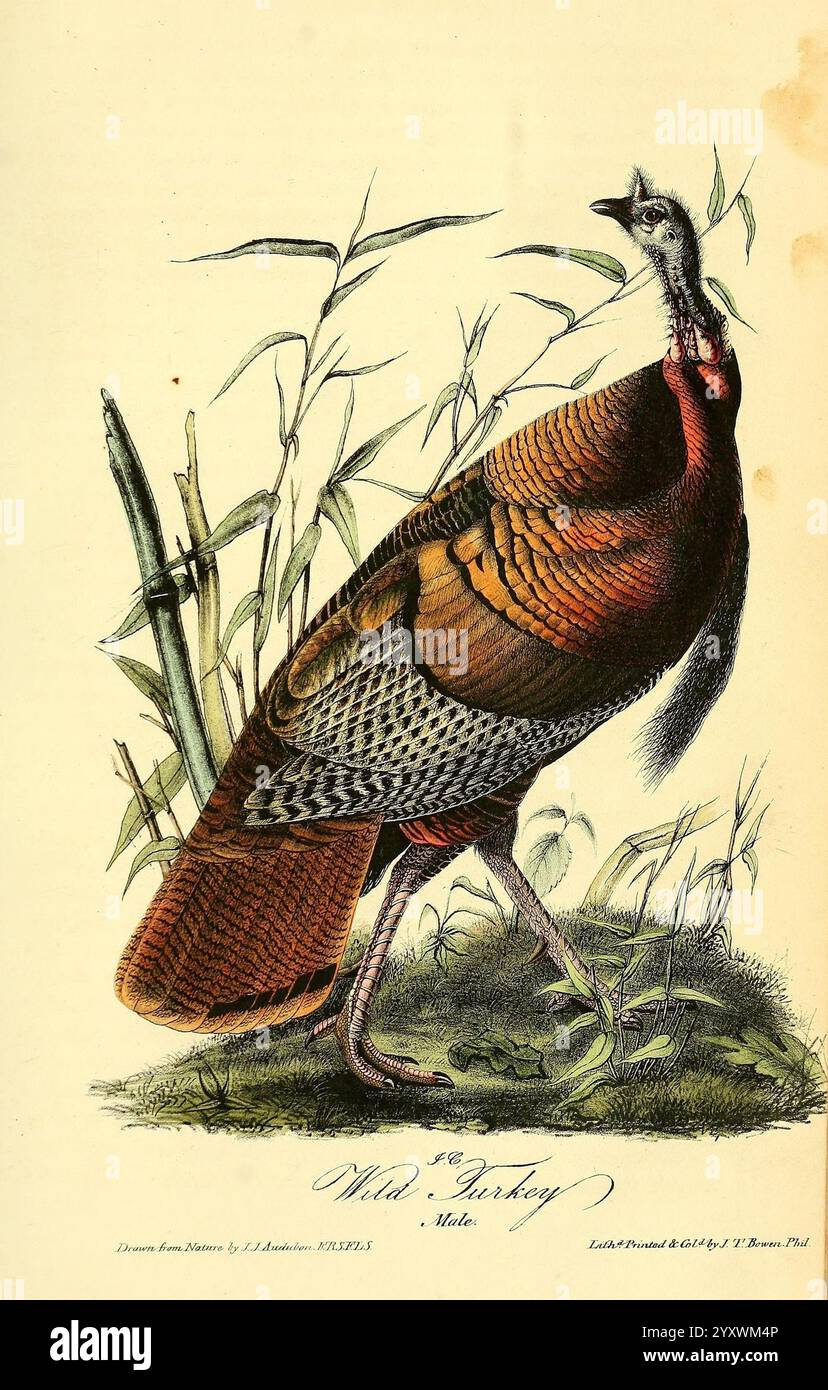 The birds of America, New York, J.B. Chevalier, 1840-1844, birds ...