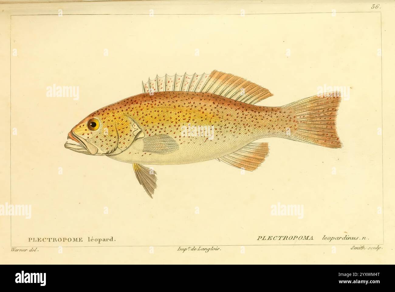 Prominent lateral line running hi-res stock photography and images - Alamy