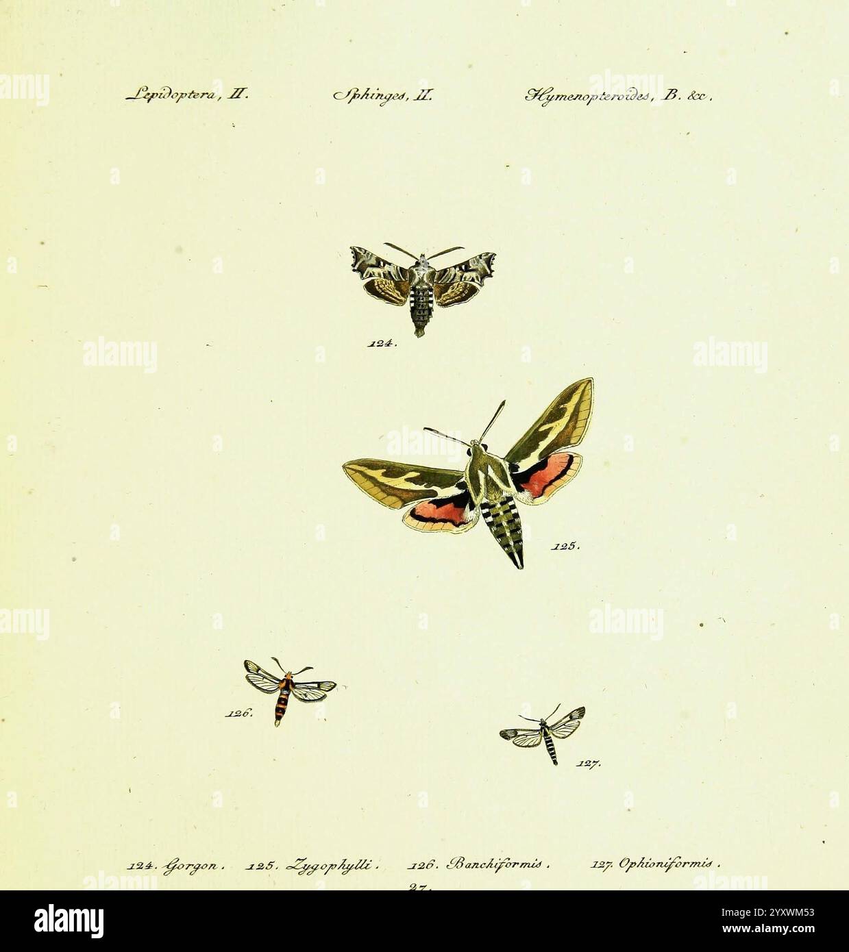 Hubner's, papilio, S.l, S.n, 1796-1841, Lepidoptera, This composition ...
