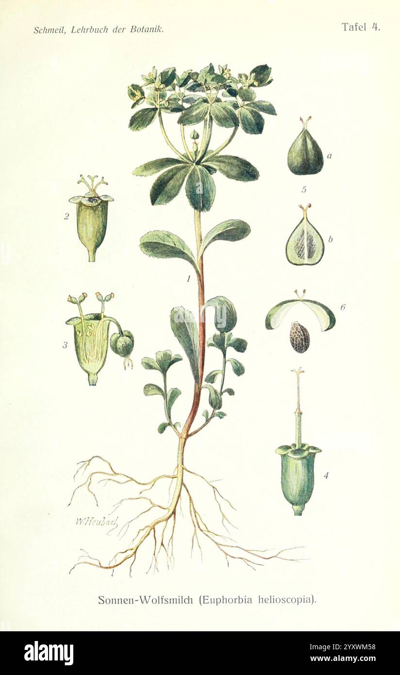 Lehrbuch der Botanik, Leipzig, Quelle & Meyer, 1911, botany, The ...