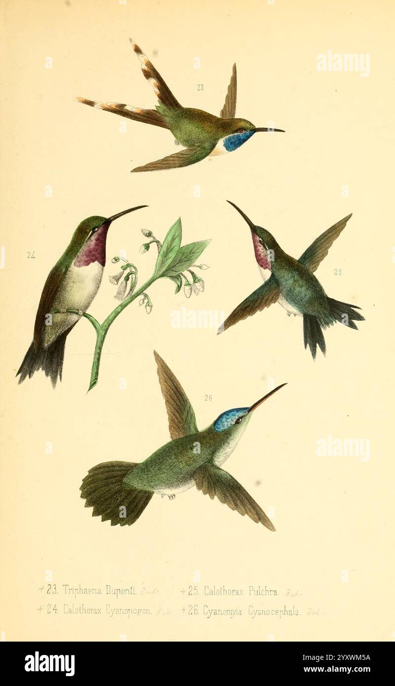 Mexico mexico i escalante 1875 mexico hummingbirds hi-res stock ...
